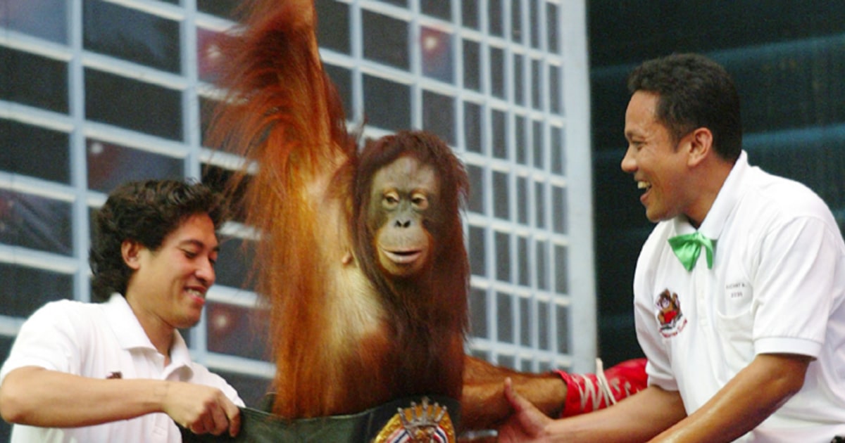 Animal park under fire for orangutan boxing