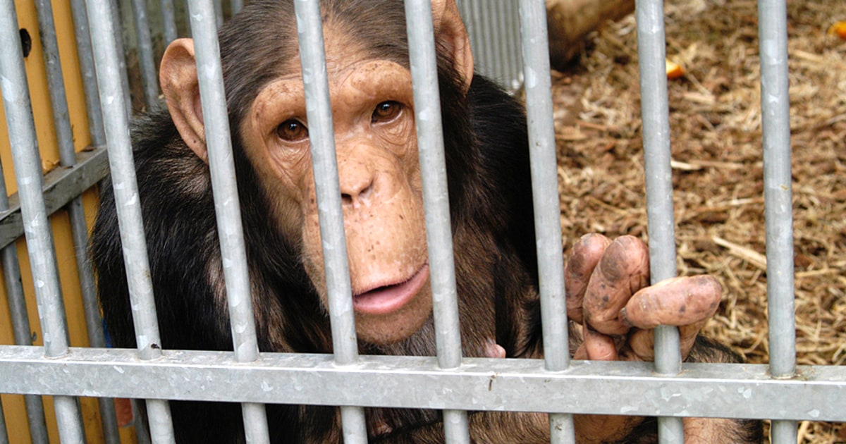 Lab chimps face housing crisis
