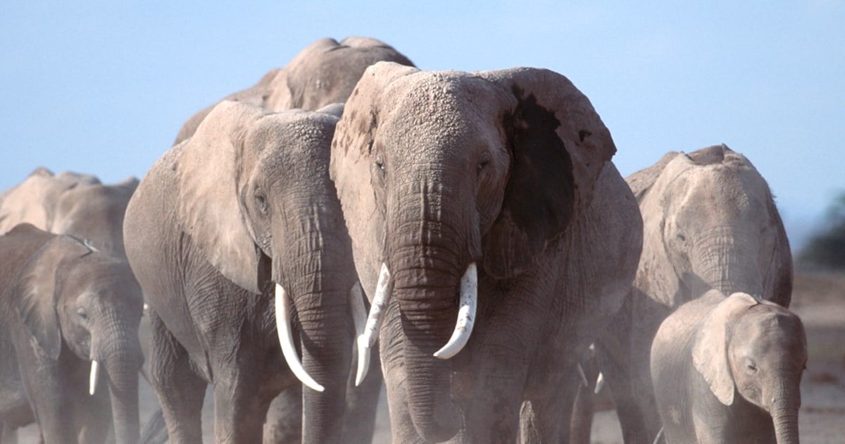 Internet fueling illegal sale of ivory in U.S.