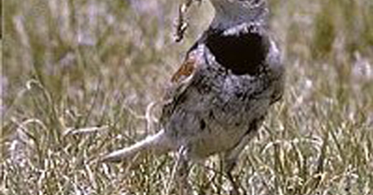 Study blames habitat loss for bird decline