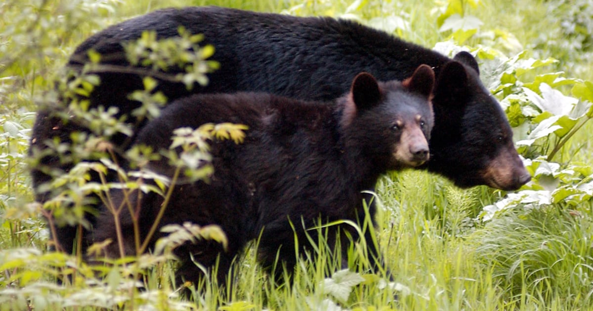 Bears on ballots: Should baiting be allowed?