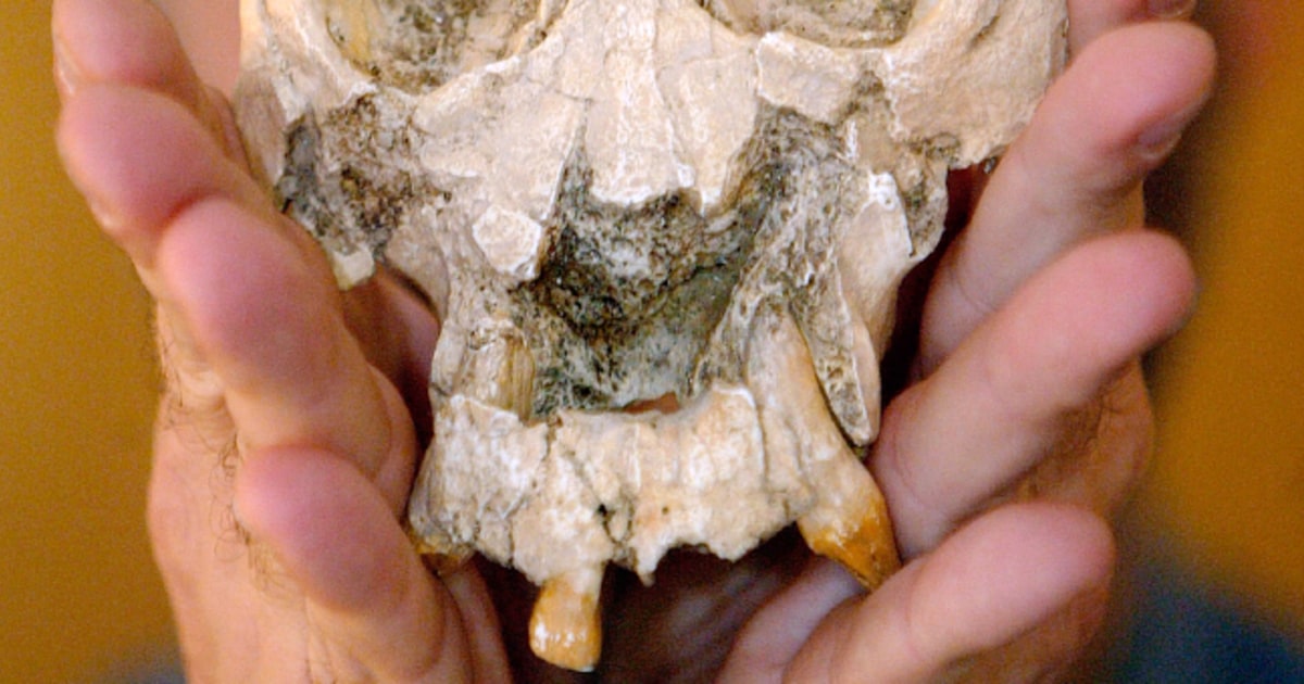 Ape fossil bridges evolutionary gap