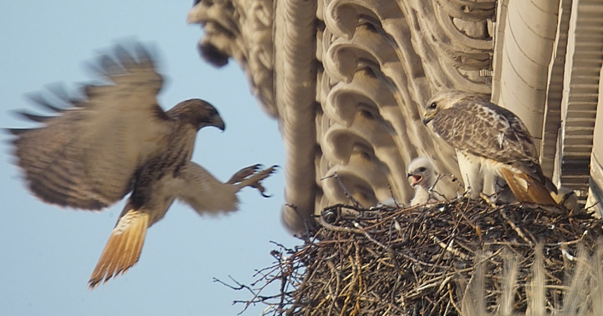 Famous hawks evicted from Manhattan home