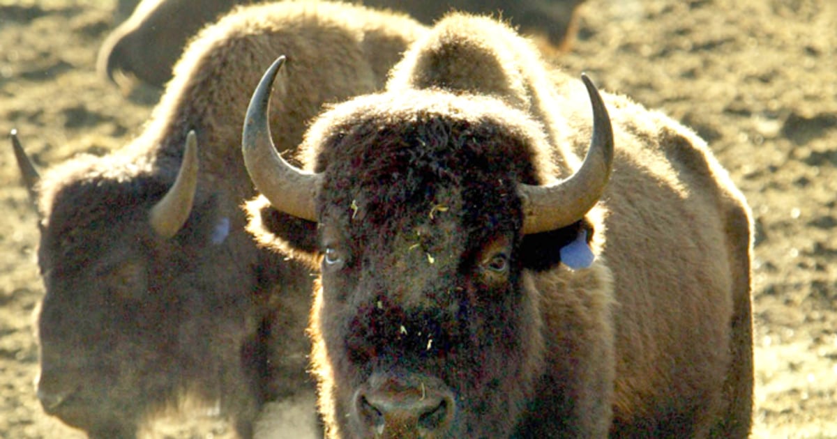 Calif. island's buffalo to get birth control shots