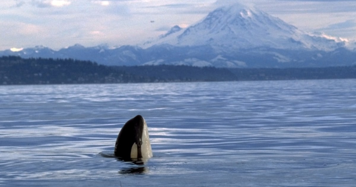 Washington orcas to get threatened status