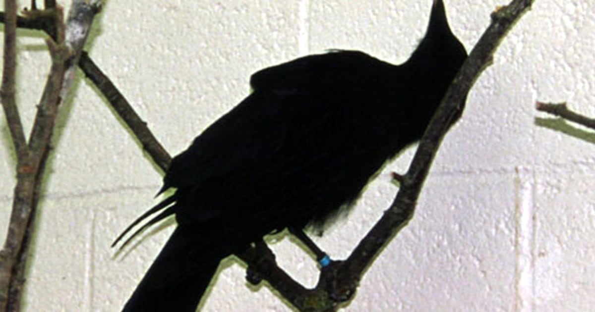 Crows have natural tool-making ability