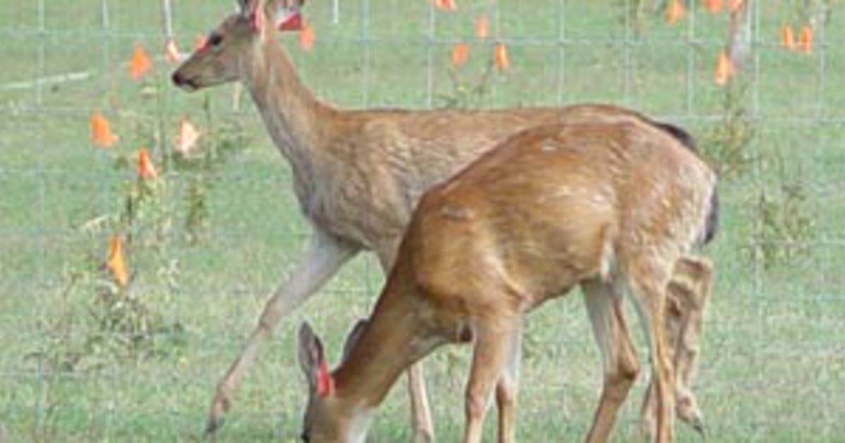 Deer eating away at forests nationwide