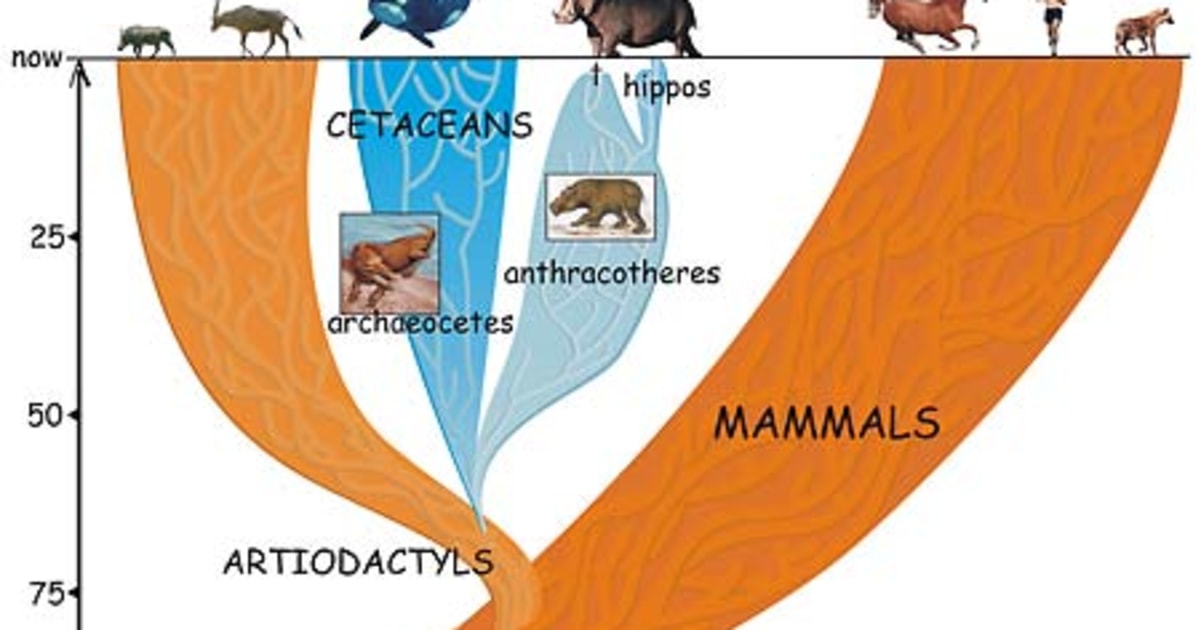 Fossil study links whales and hippos