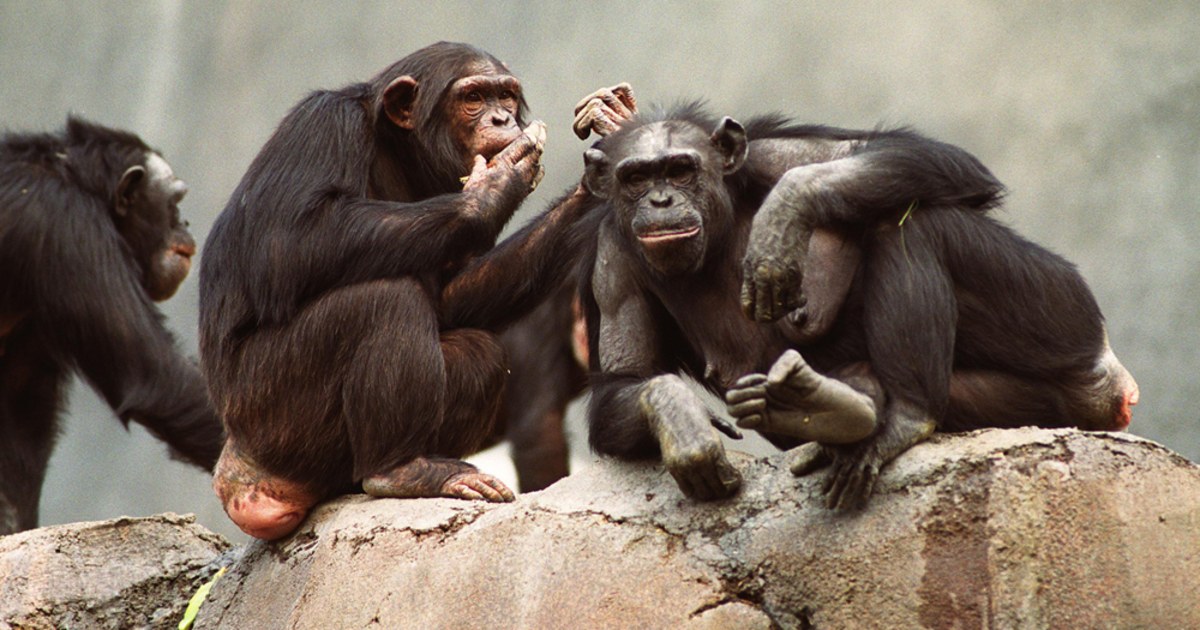 Chimp sense of fair play depends on players