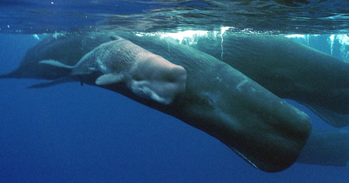 Chemical may cause whale hearing loss