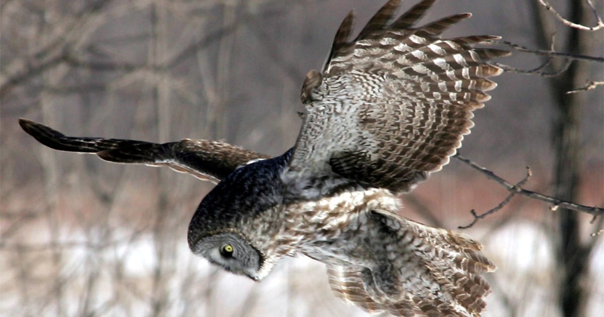 Canadian owls migrate to Minnesota