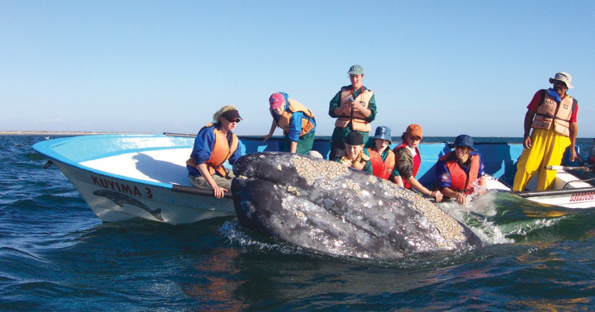 Socializing with the whales
