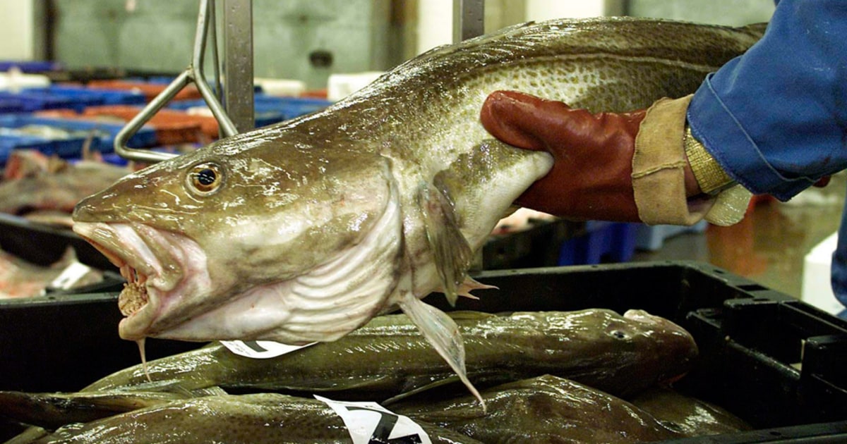 Cod overfished? Old records suggest so