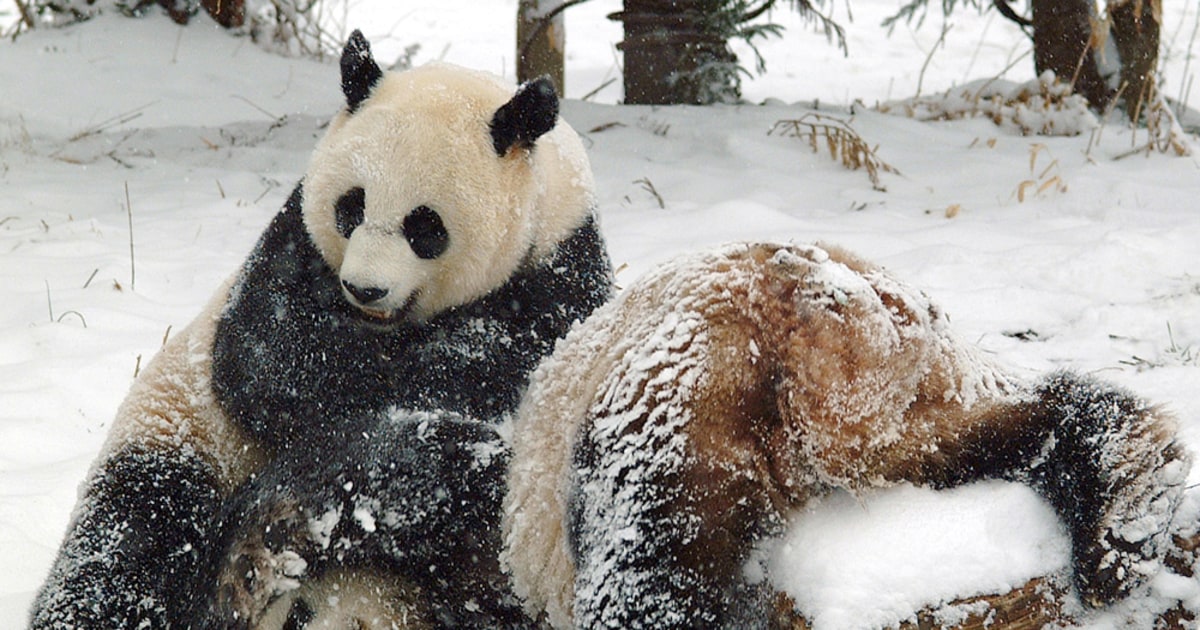 No peeking please, pandas mating