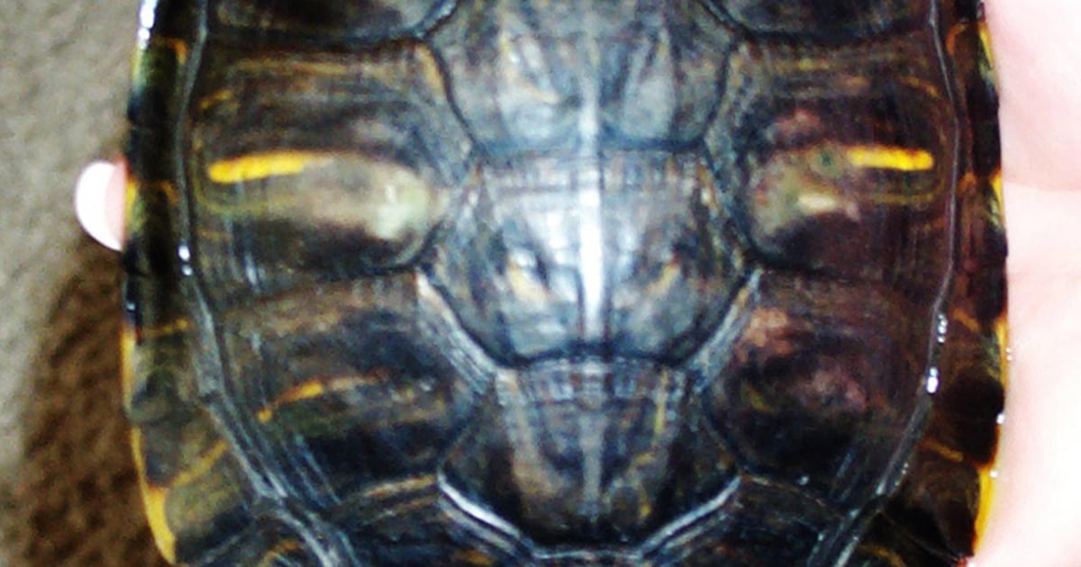 Satan’s face seen on turtle that survived inferno