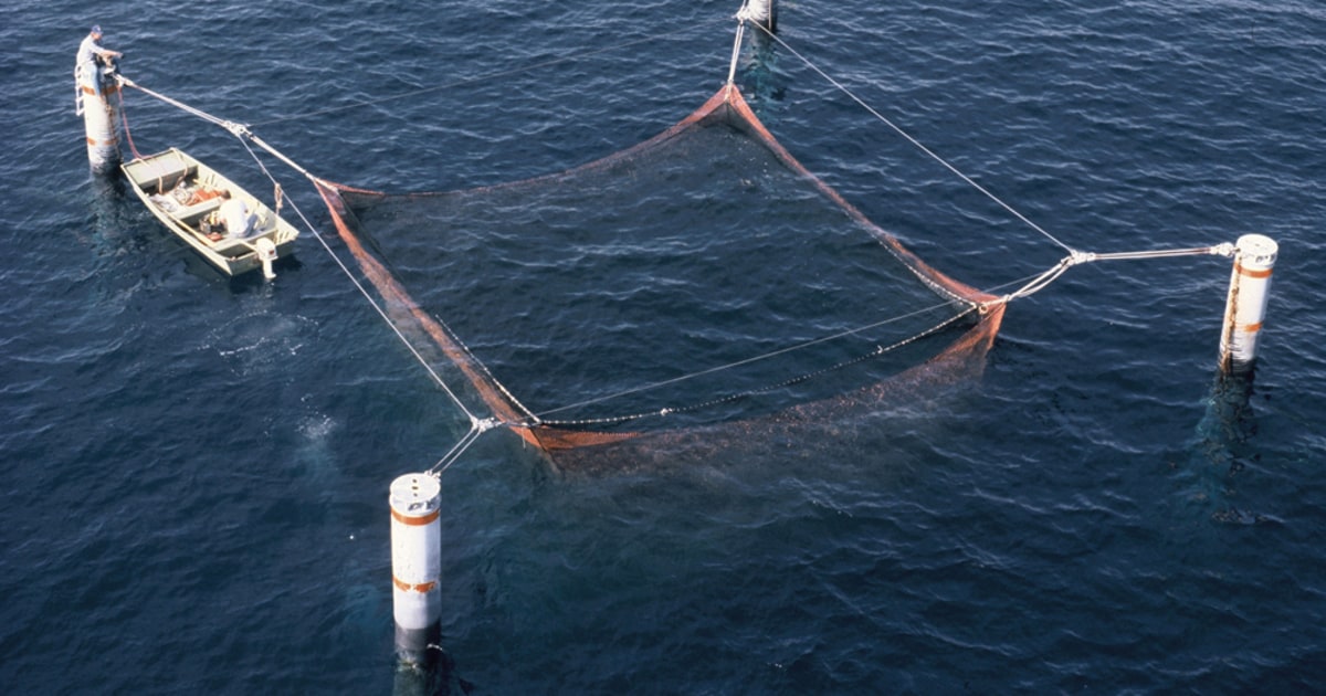 Agency OKs large fish farms off Gulf of Mexico