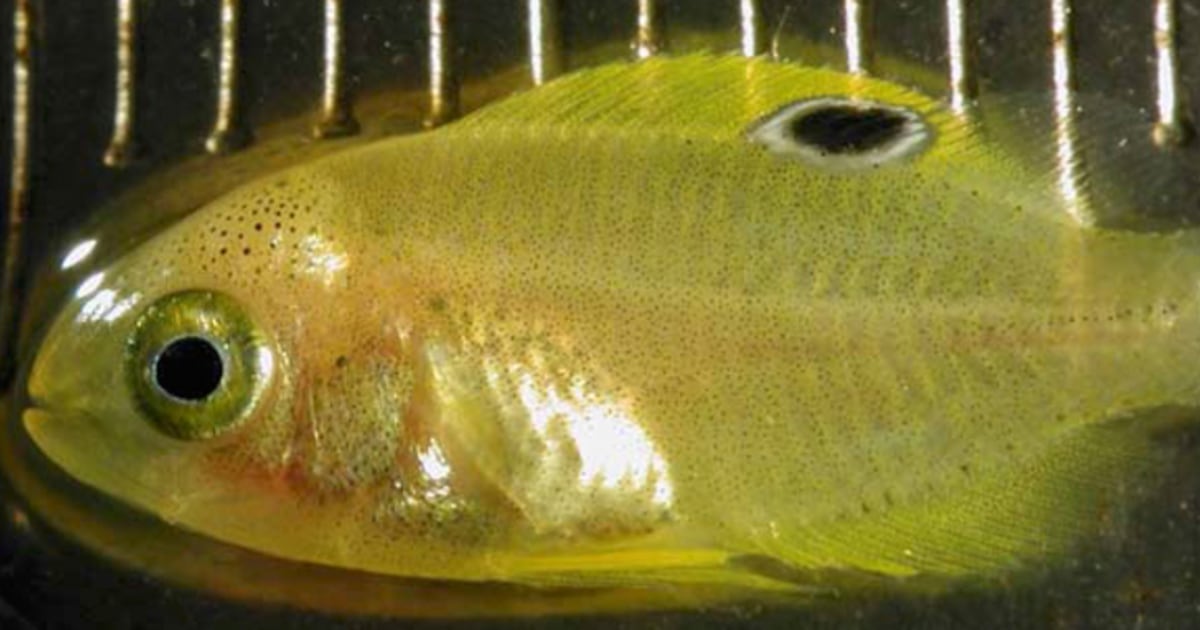Fish use sounds to find their way home