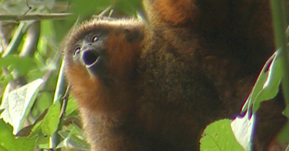 Internet casino buys monkey naming rights