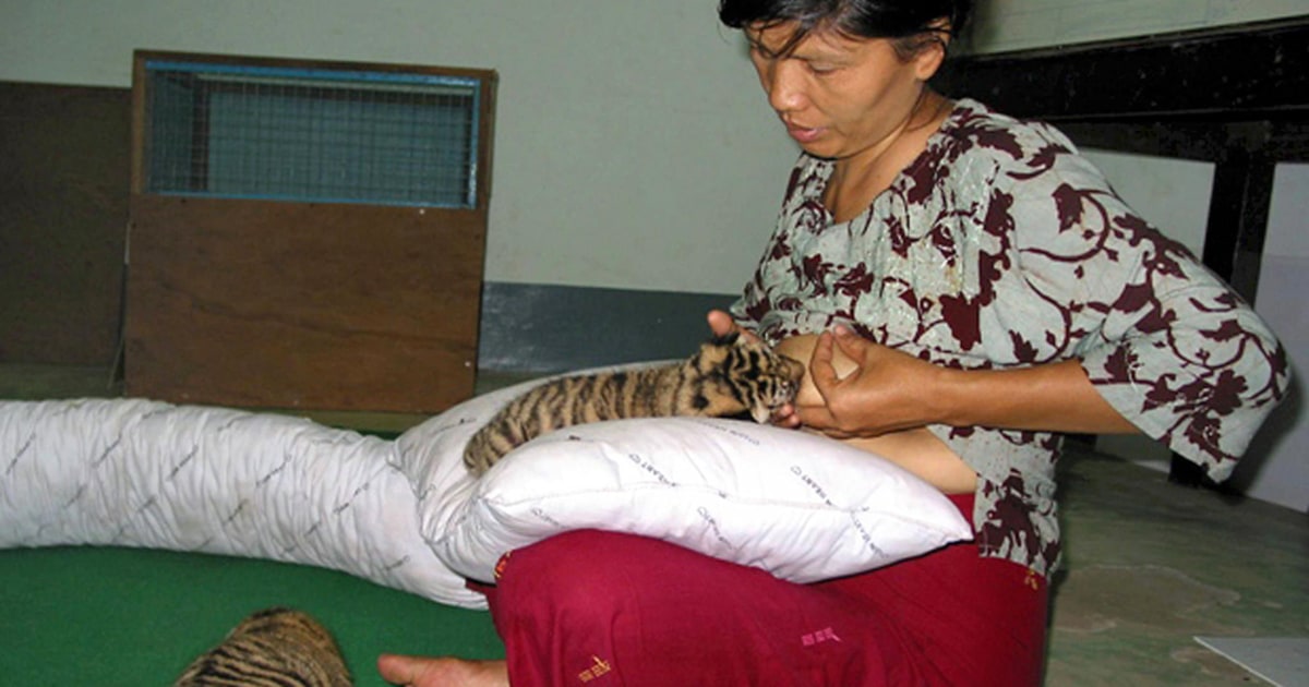 Myanmar mother breastfeeds tiger cubs