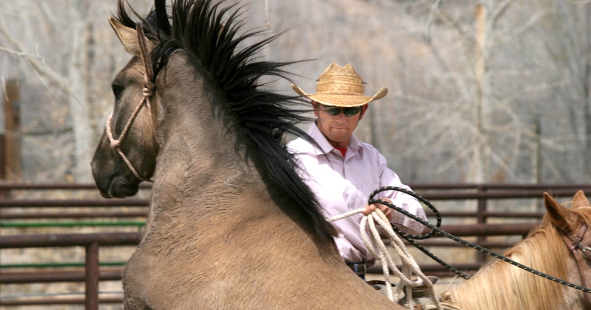 Interior Dept. investigates mustang slaughter