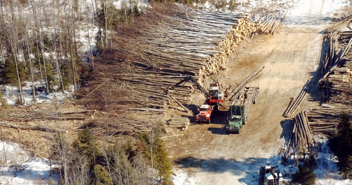 New England sees new look to logging