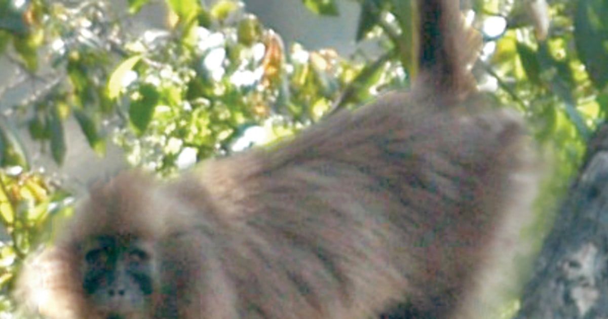 New monkey species found in Tanzania