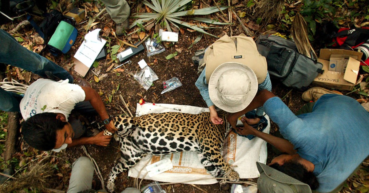 Conservationists track jaguars from space