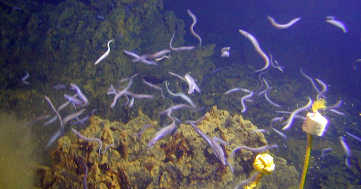 ‘Eel City’ seen near undersea volcano