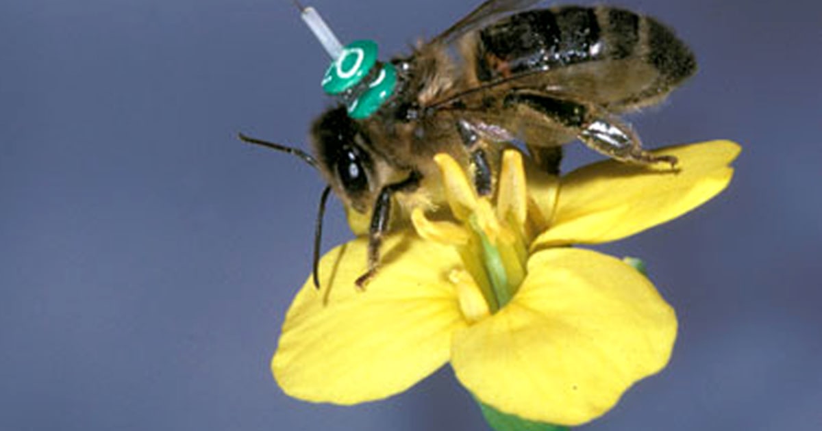 Dancing bees speak in code