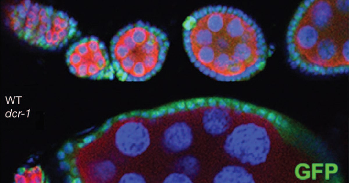 Scientists find key to stem cell immortality