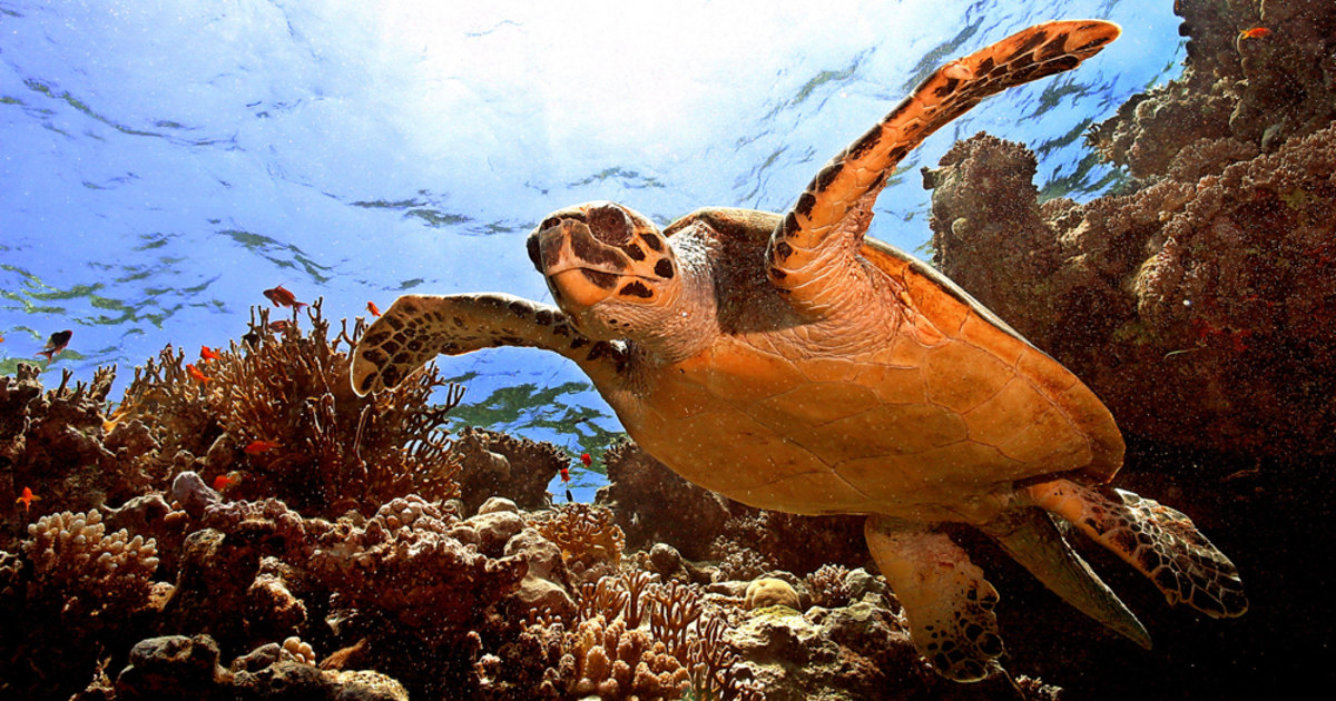 Sea turtles hunted to brink, study finds