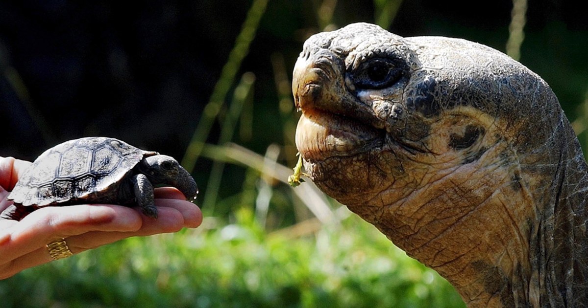 Darwin's tortoises more diverse than he knew