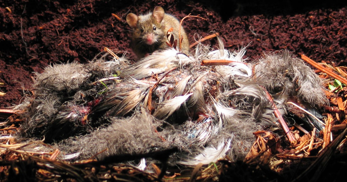 ‘Monster mice’ are eating island’s seabirds
