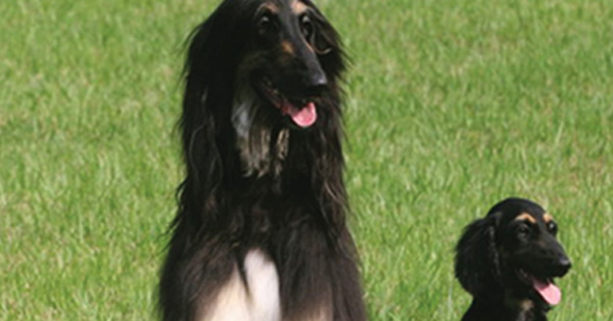 Koreans produce world’s first cloned dog