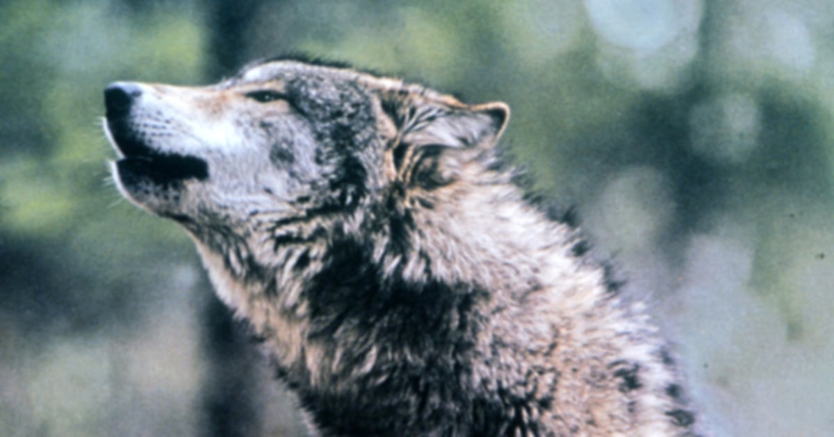 Feds told to bring gray wolf back to Northeast