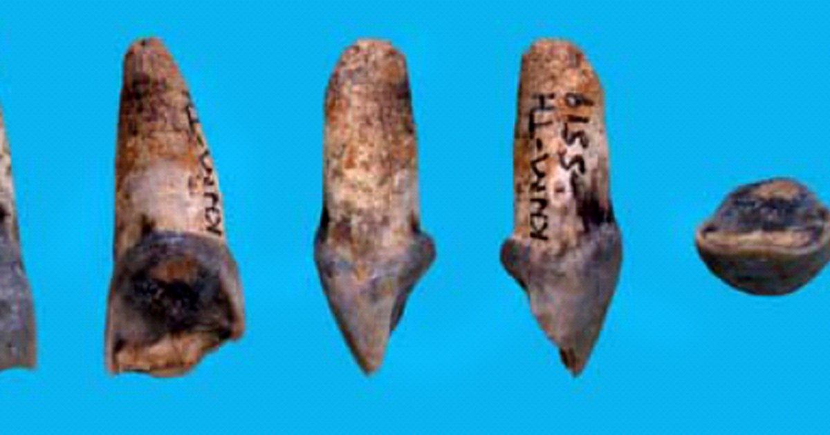 First-ever chimpanzee fossils found
