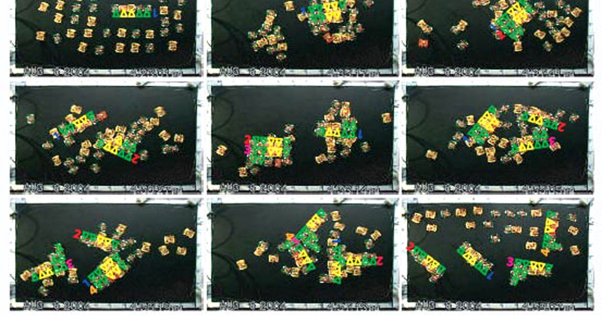 New biological robots build themselves