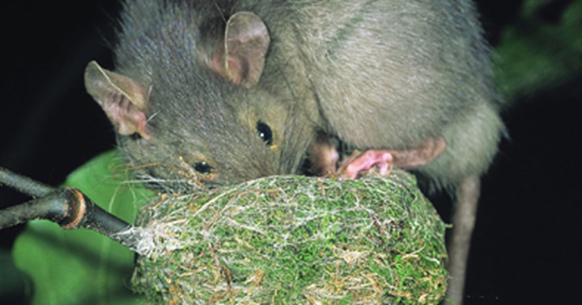 Crafty rat leads scientists on 18-week chase