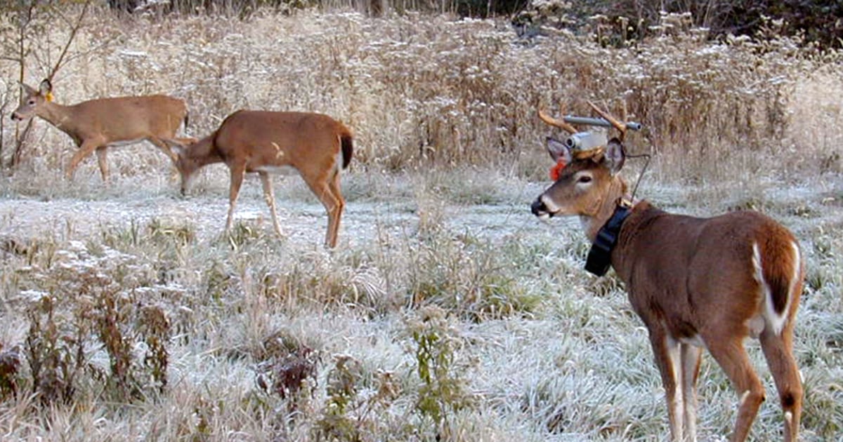 Scientists get deer’s-eye view of wildlife