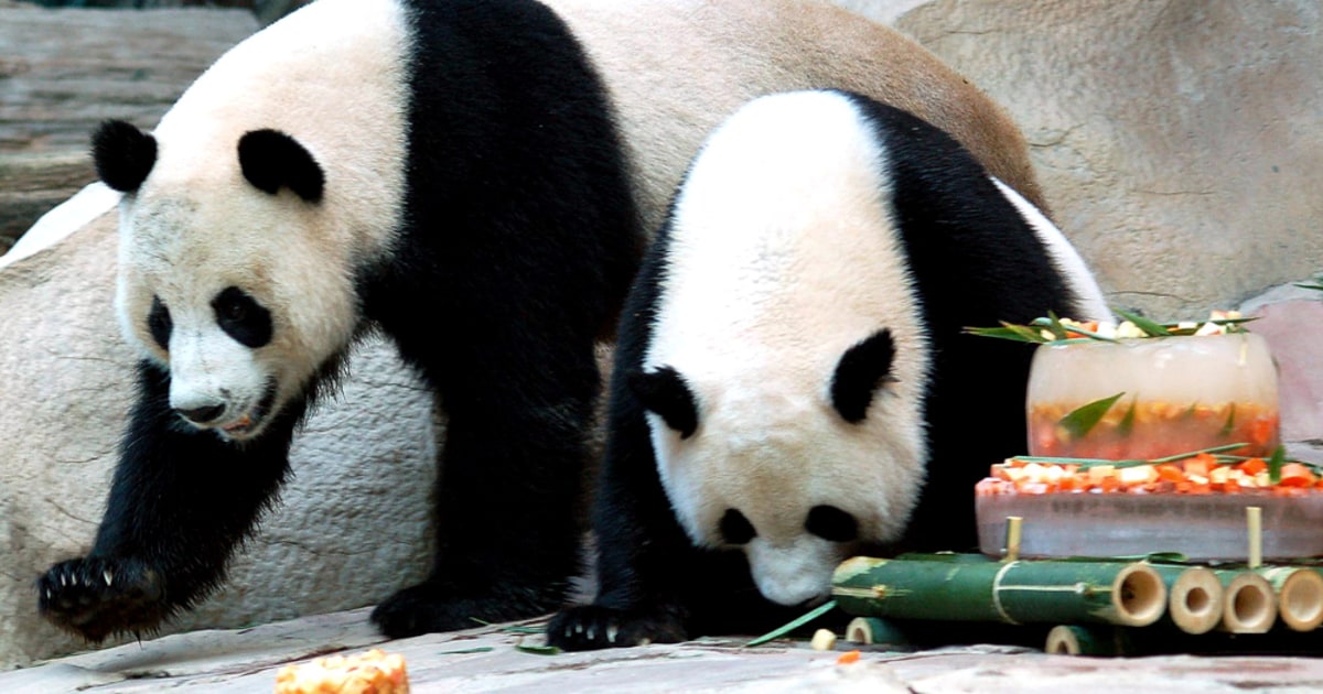 Panda pair 'married' as officials hope for kids
