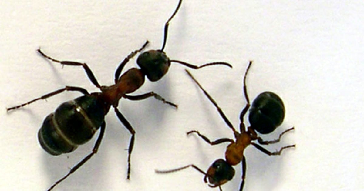 Ants let their stomachs guide them