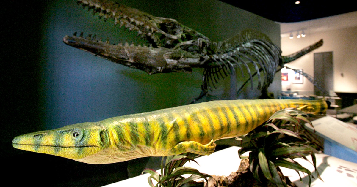 'Dallasaurus' confirmed as key evolutionary link