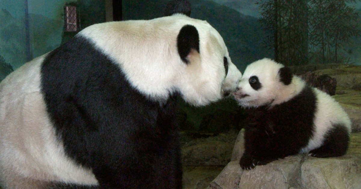 Fuzzy, cute and a sellout in two hours