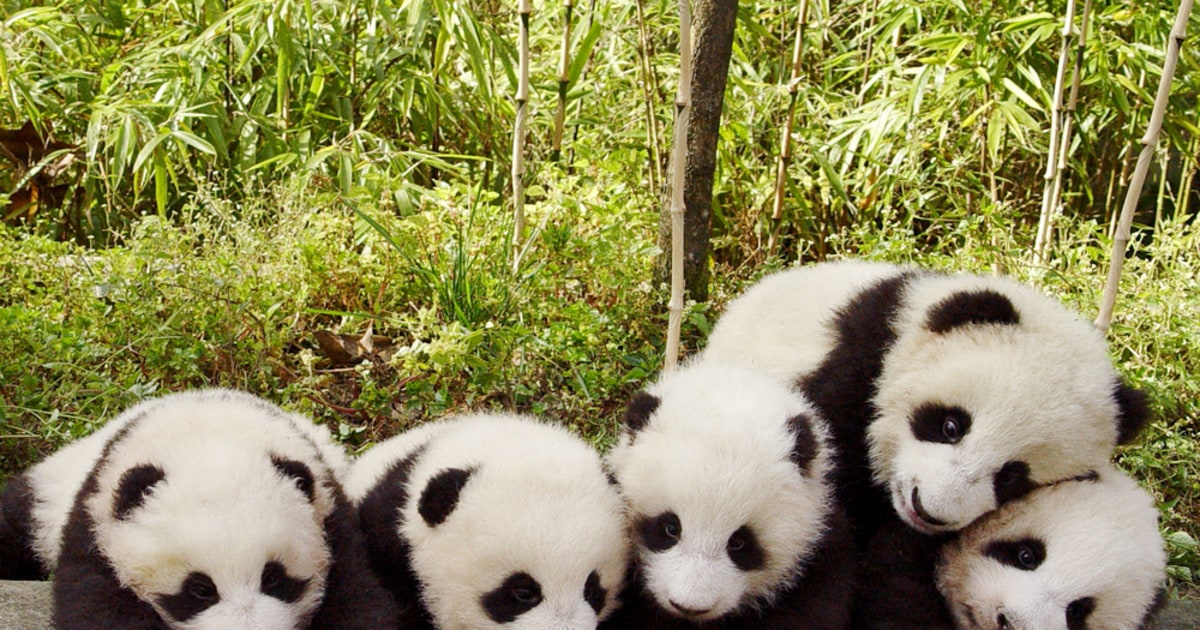 panda bear having babies