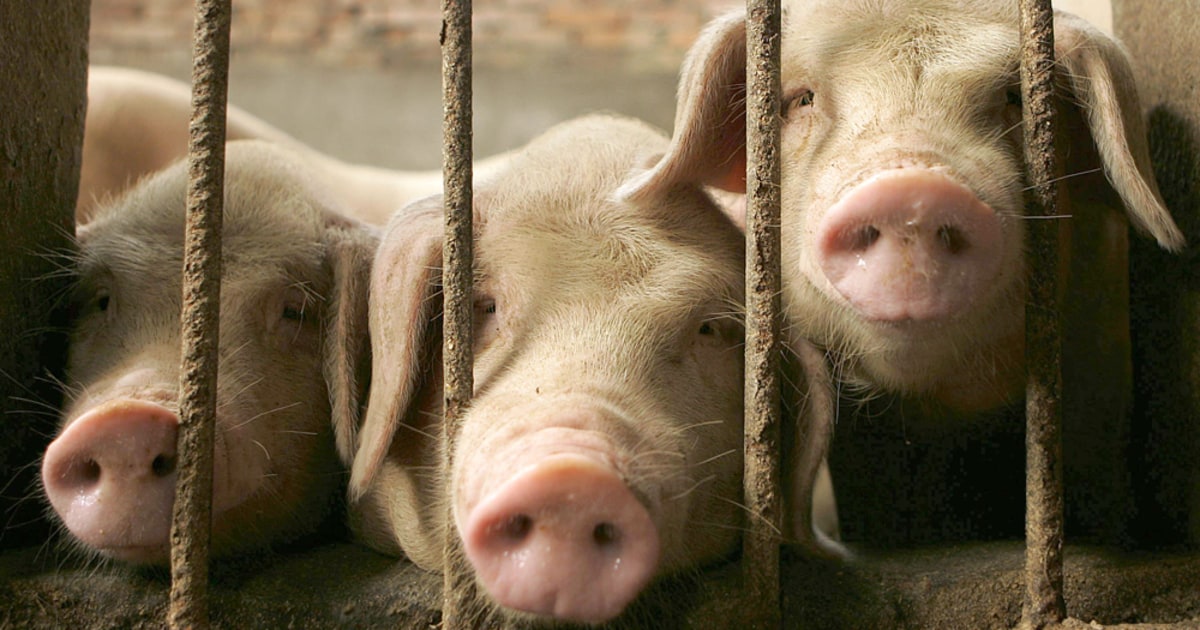 Latest China river saga: Pig pollution