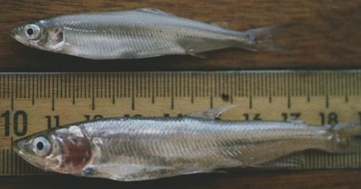Bellwether California delta fish hit record lows