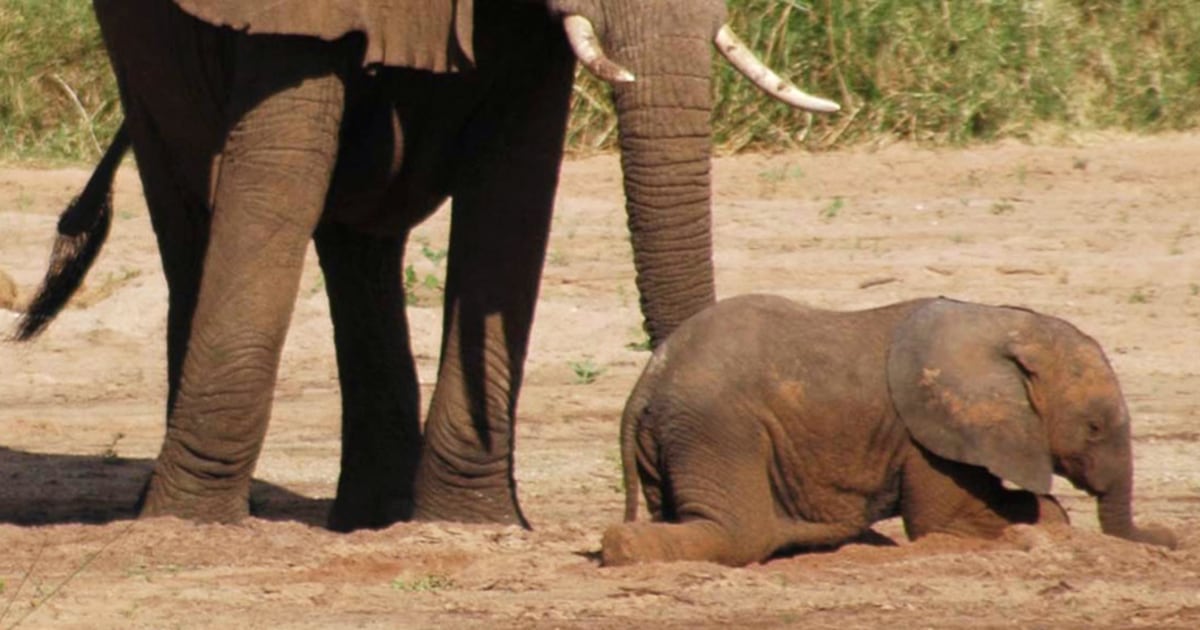 Elephant’s tail tells a complex tale