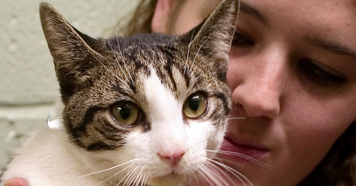 'Miracle' cat survives high-speed, 70-mile ride