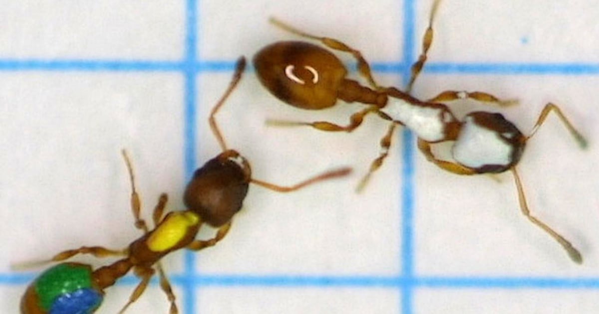 Ants help each other as teachers and pupils