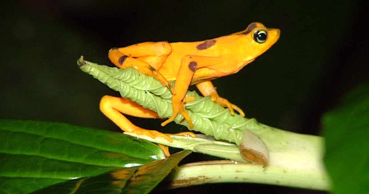 Frog deaths tied to warmer Earth